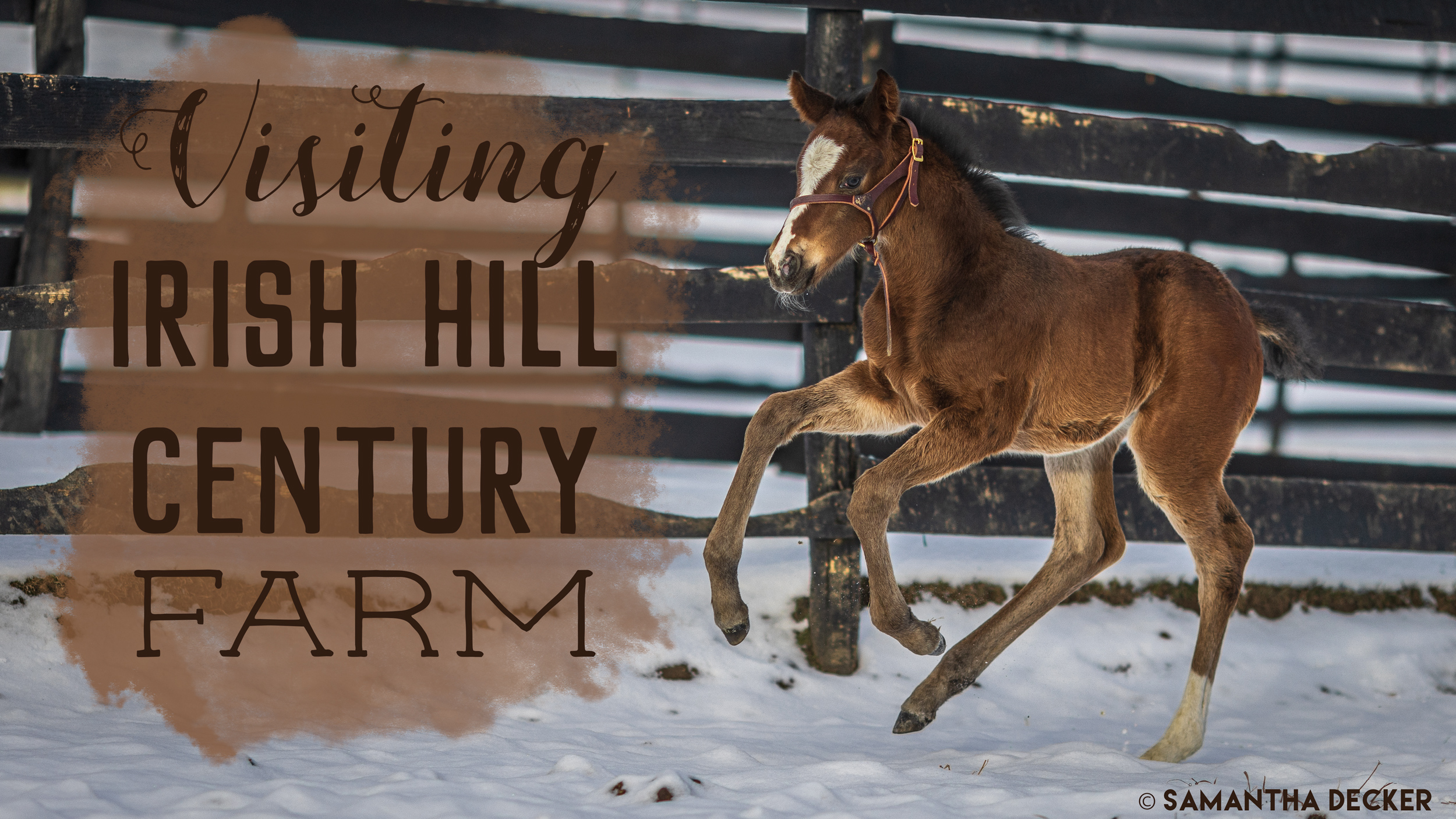 Visiting Irish Hill Century Farm - Photography by Samantha Decker