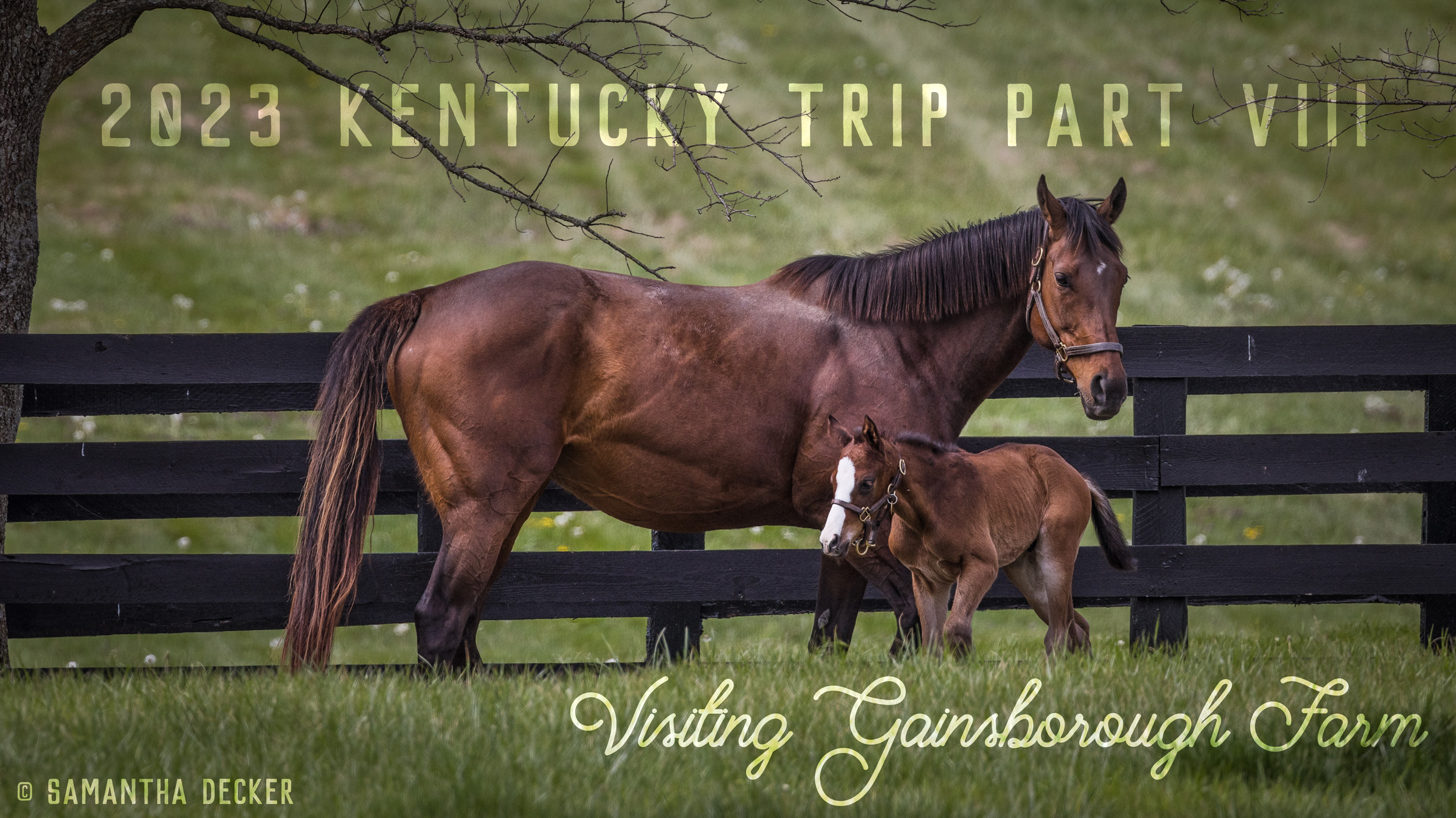 2023 Kentucky Trip Part VIII: Visiting Gainsborough Farm - Photography ...