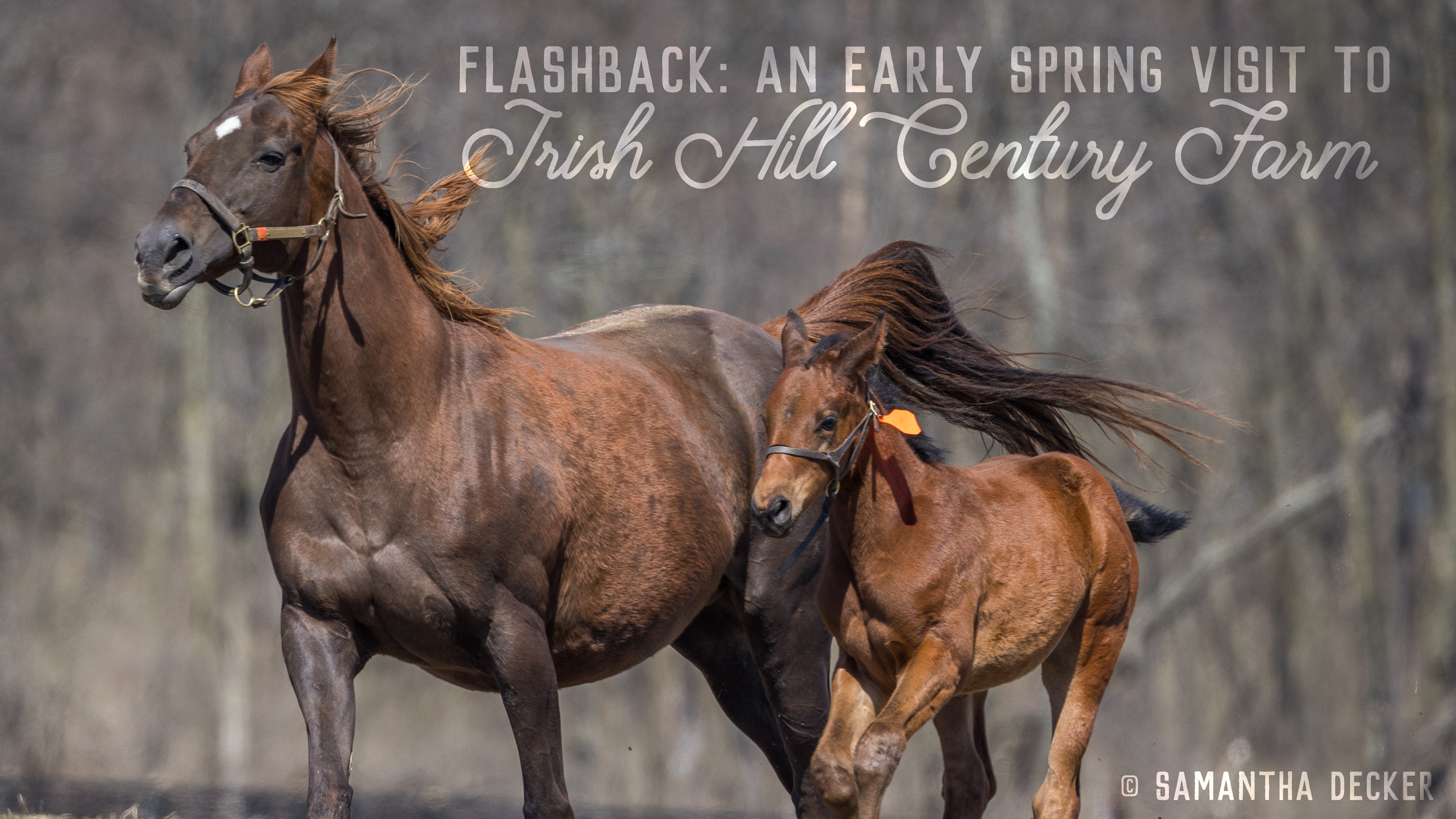 Flashback: An Early Spring Visit to Irish Hill Century Farm ...