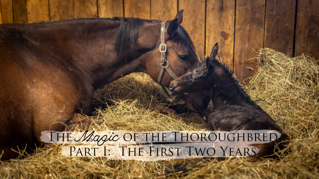 The Magic of the Thoroughbred, Part I: The First Two Years ...
