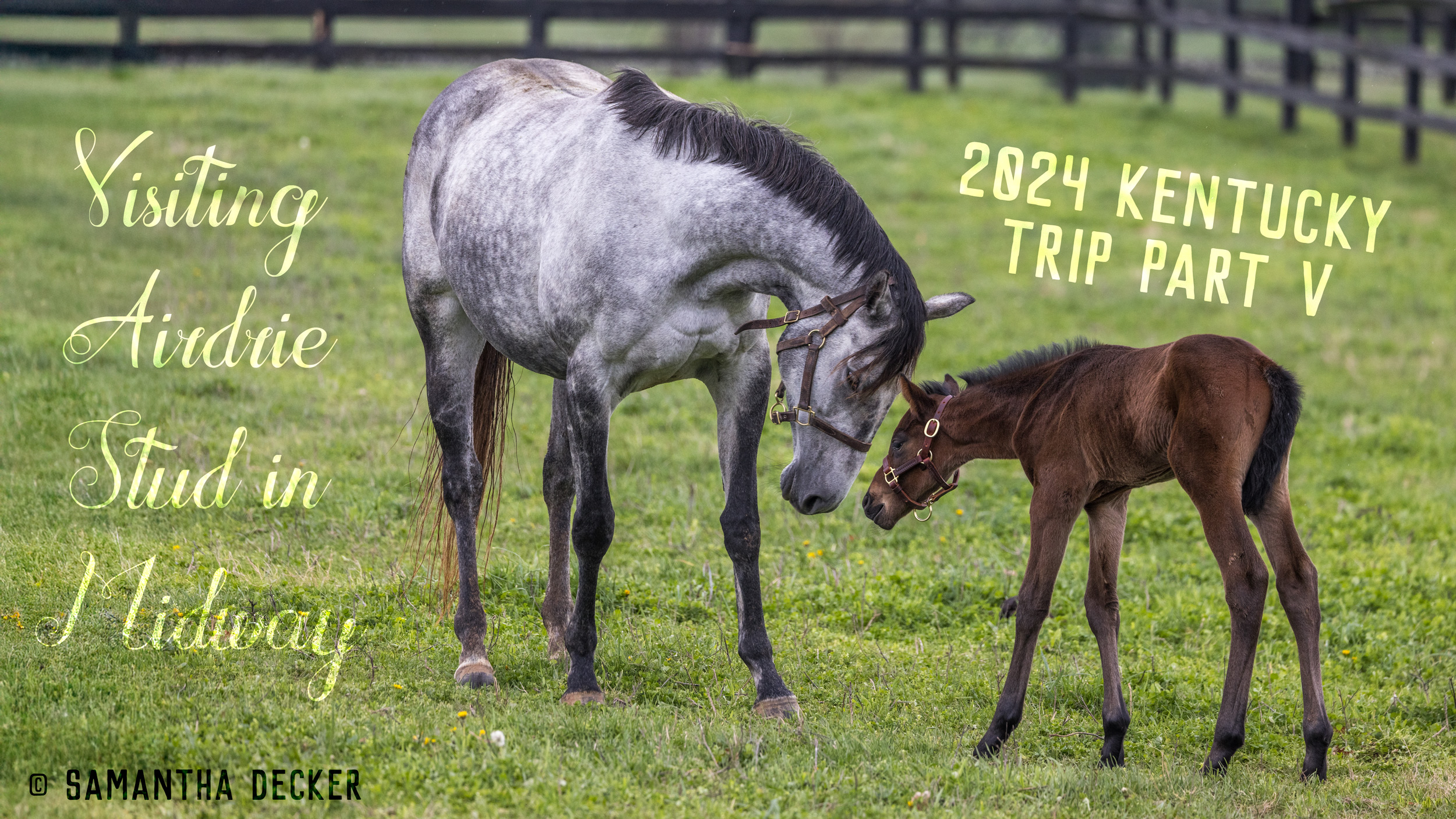 2024 Kentucky Trip Part V: Visiting Airdrie Stud - Photography by ...