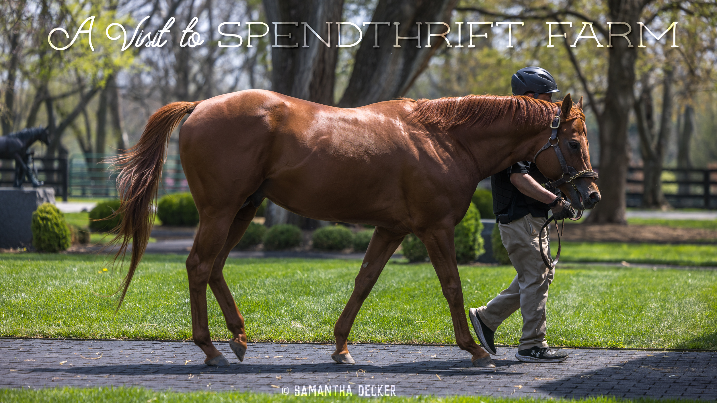 A Visit to Spendthrift Farm - Photography by Samantha Decker
